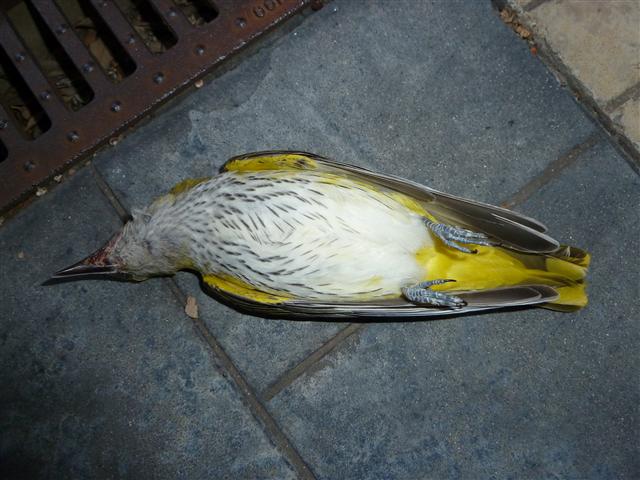 L'Oriol que no tornarà a casa