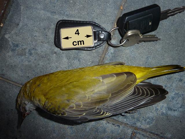 L'Oriol que no tornarà a casa